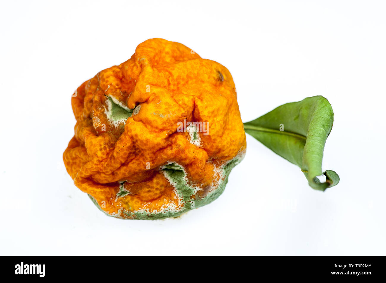 Rotten oranges Cut Out Stock Images & Pictures - Alamy