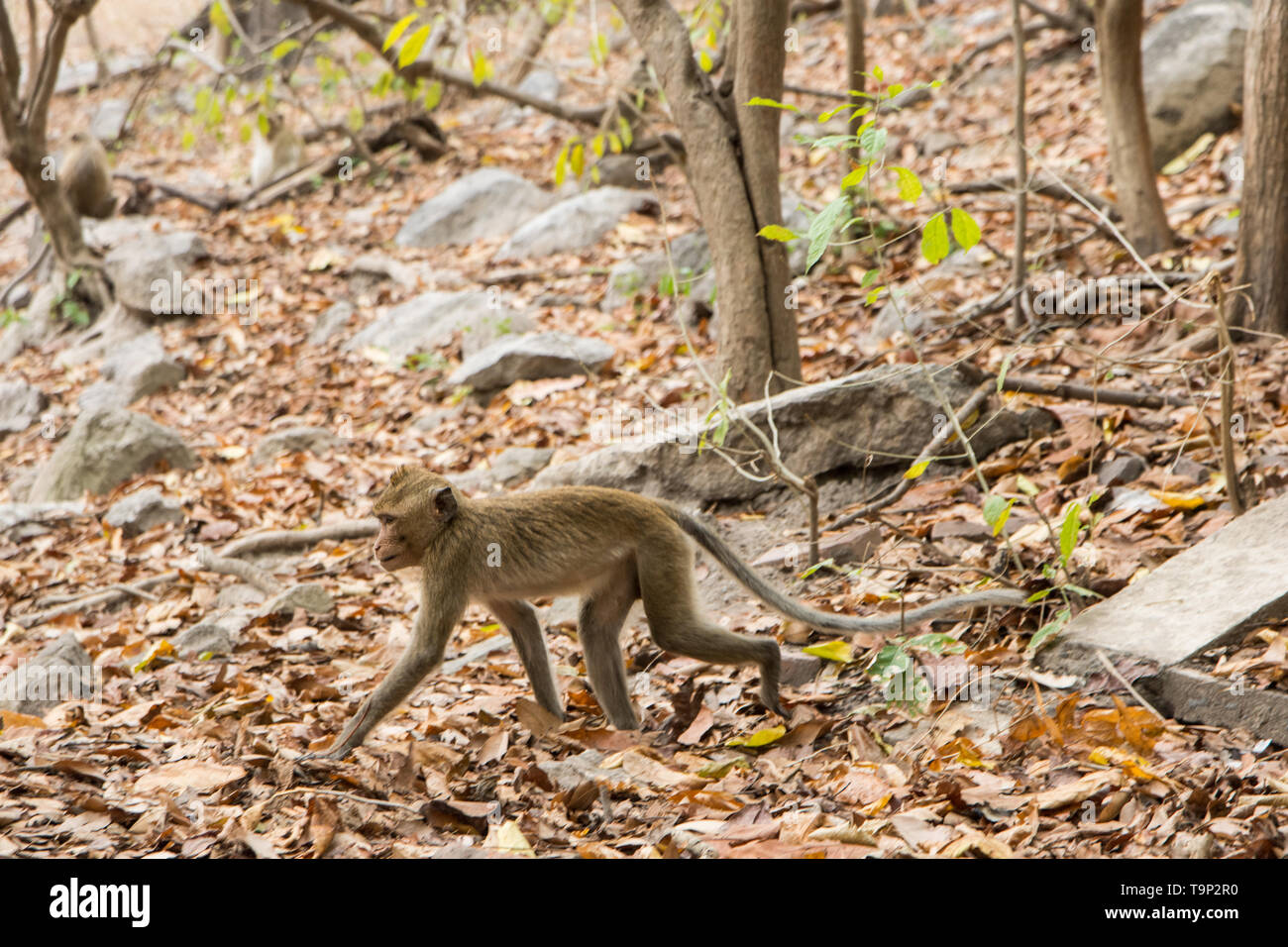 Monkey walking in the forest Stock Photo - Alamy