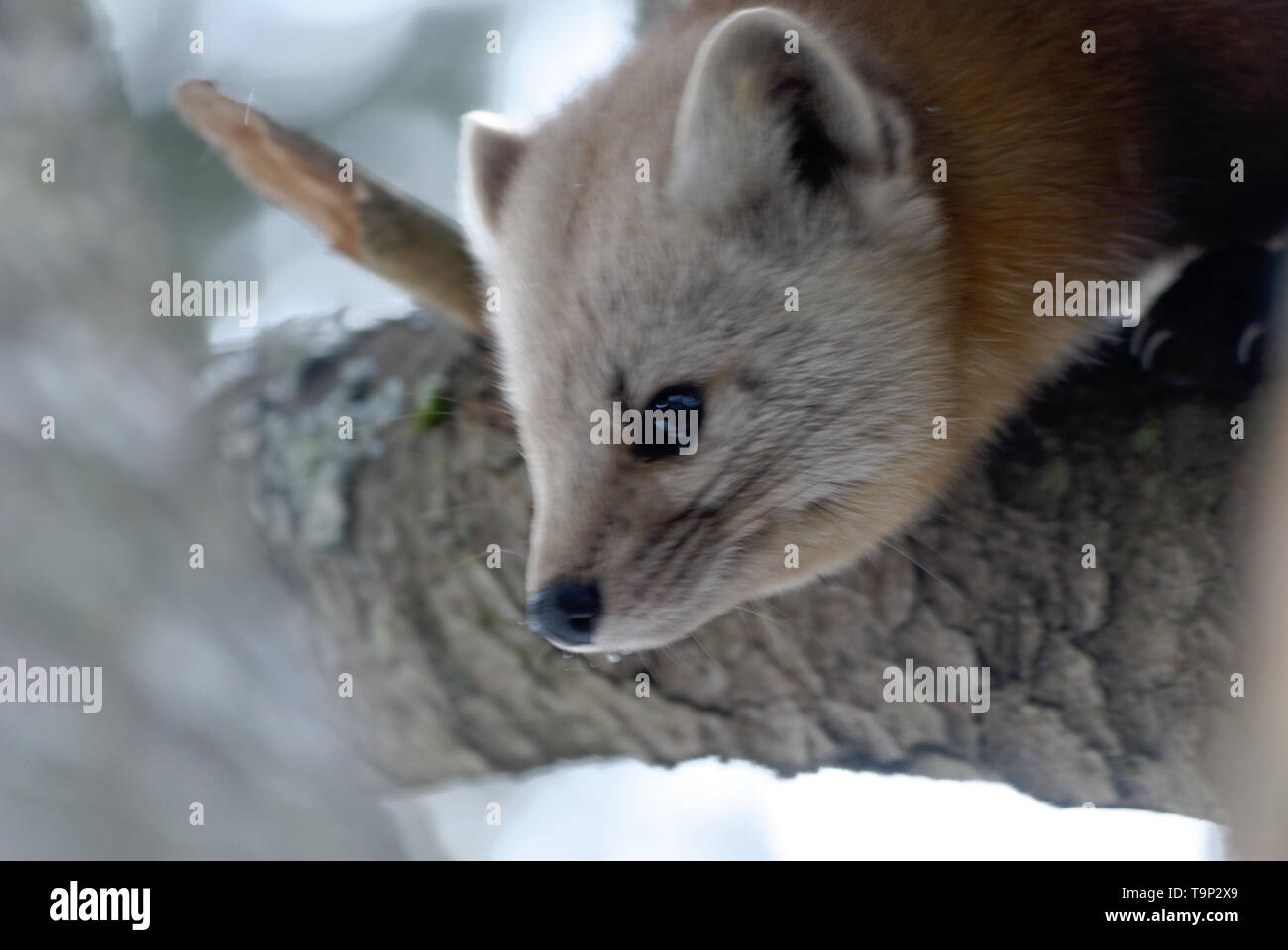 American marten hi-res stock photography and images - Alamy