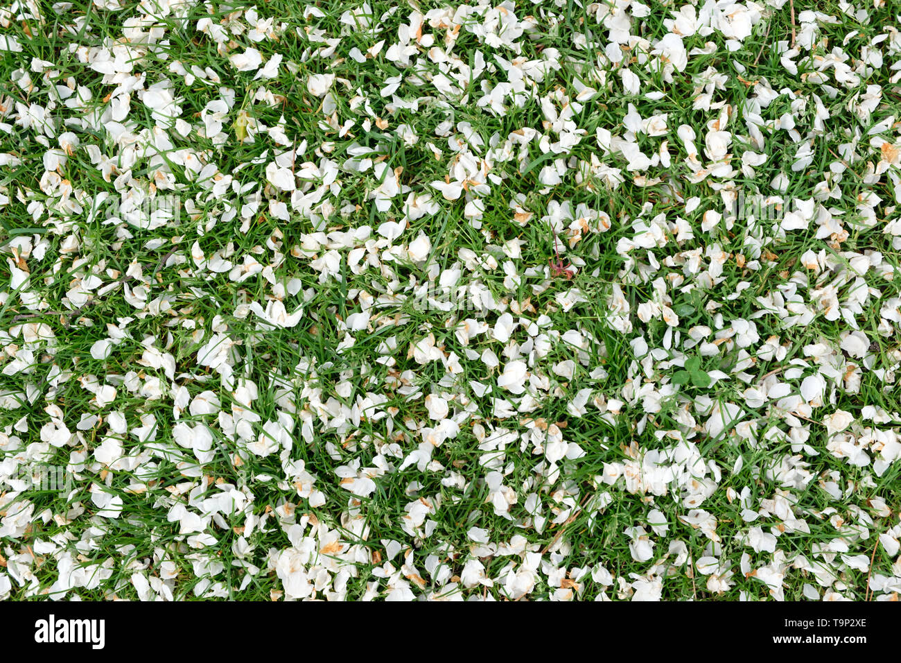 Natural spring background made of flowers petals and green grass Stock ...