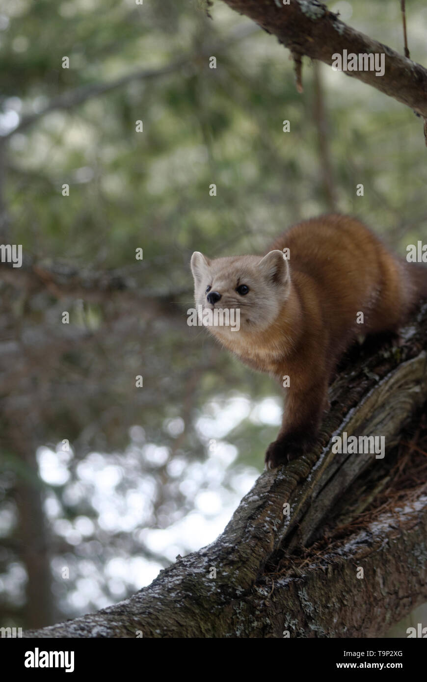 American marten hi-res stock photography and images - Alamy