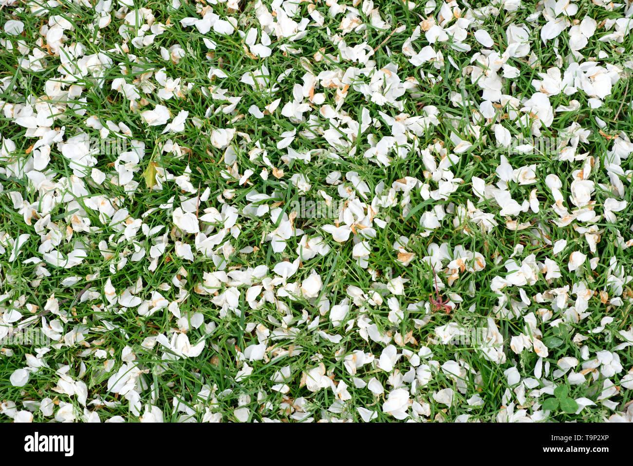 Natural spring background made of flowers petals and green grass Stock ...