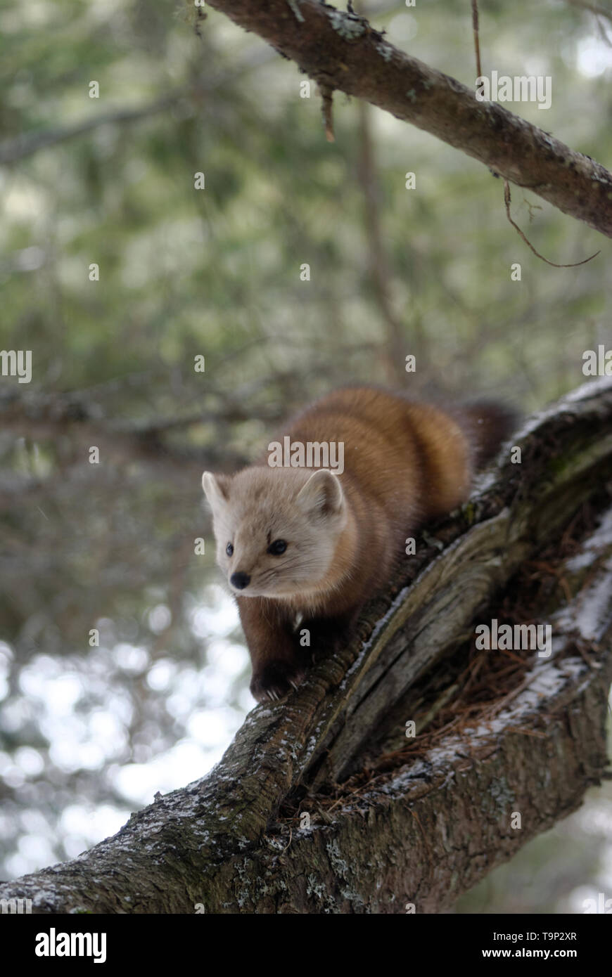 American marten hi-res stock photography and images - Alamy