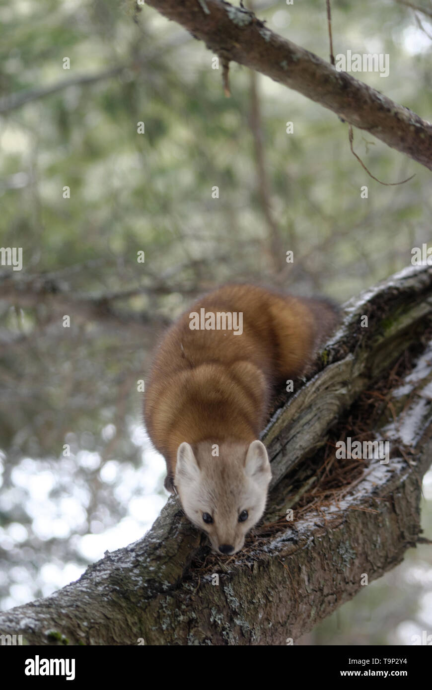 American Marten (Martes americana) AKA American Pine Marten ...