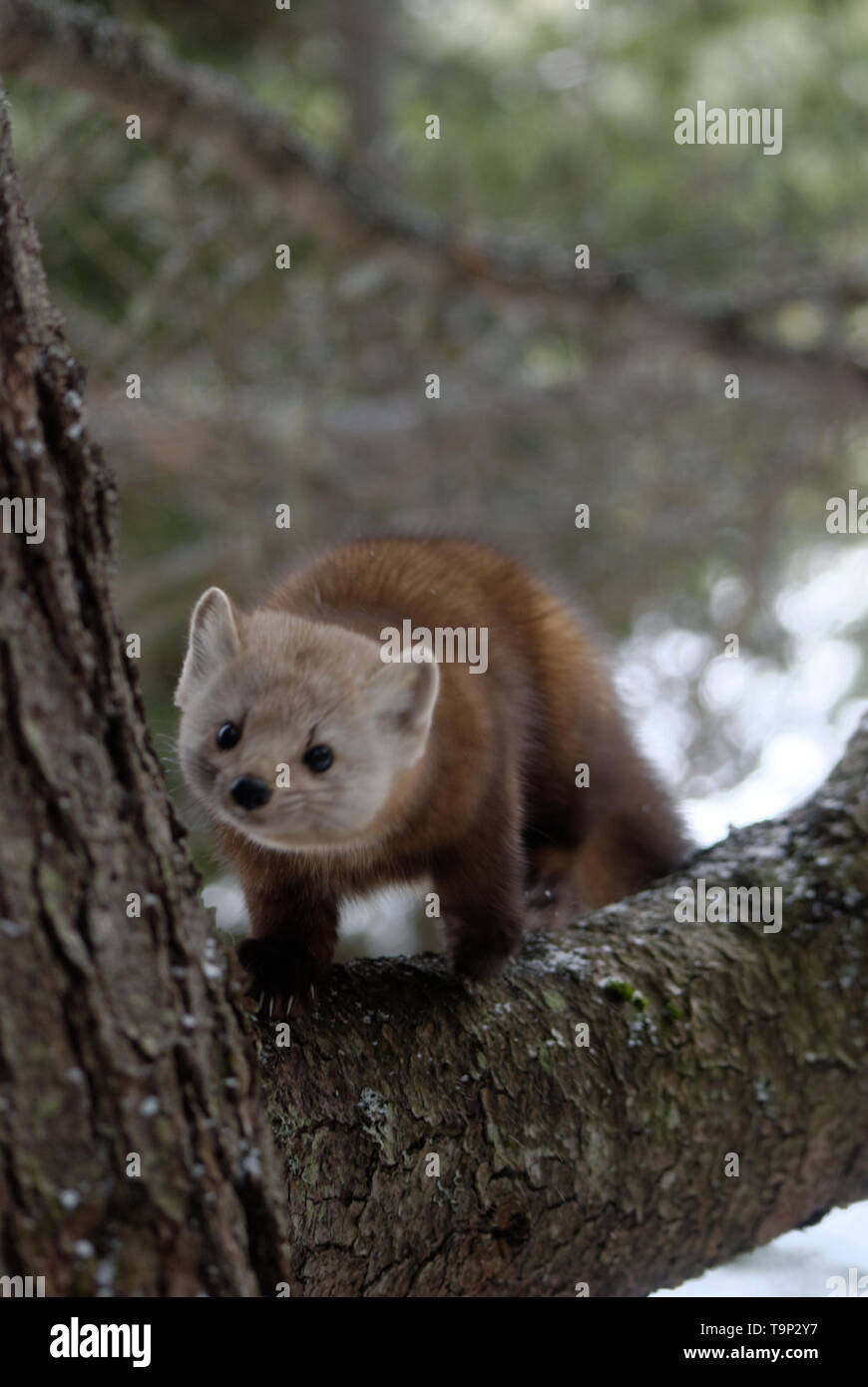 North American Marten High Resolution Stock Photography and Images - Alamy