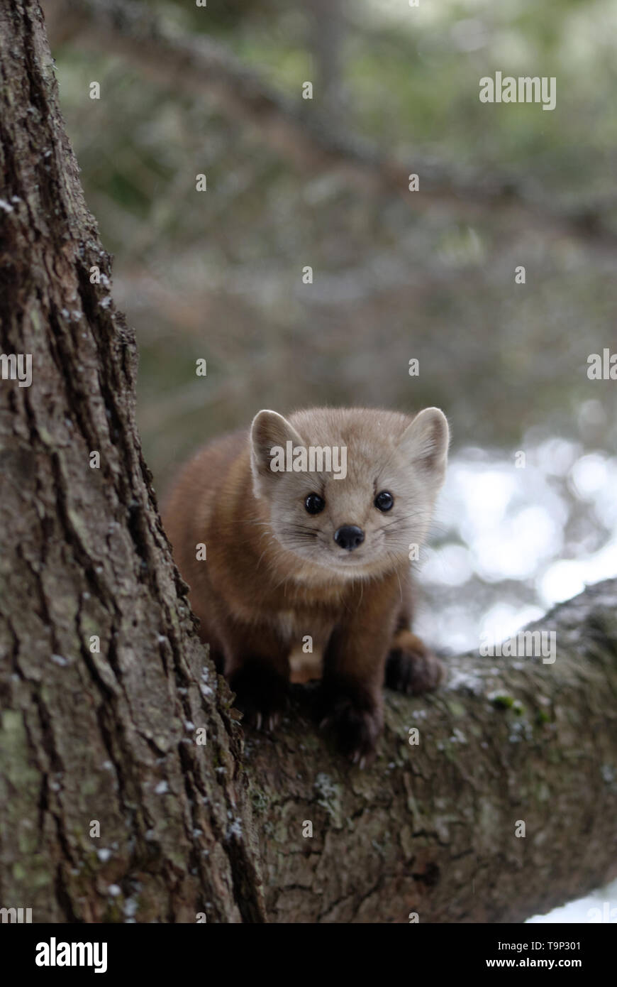 American Marten (Martes americana) AKA American Pine Marten in a tree ...