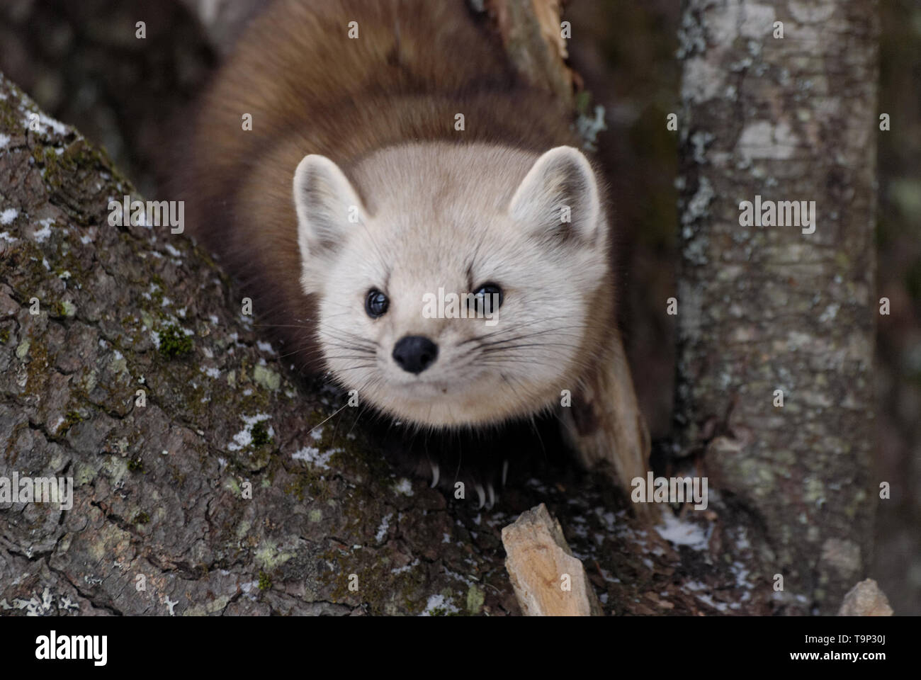 American Marten (Martes americana) AKA American Pine Marten in a tree ...
