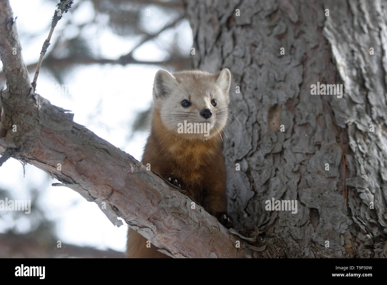 American Marten (Martes americana) AKA American Pine Marten in a tree ...