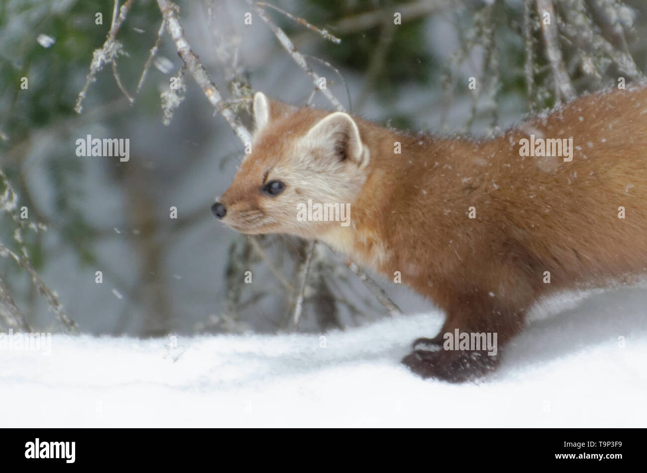 American Marten (Martes americana) AKA American Pine Marten looking ...