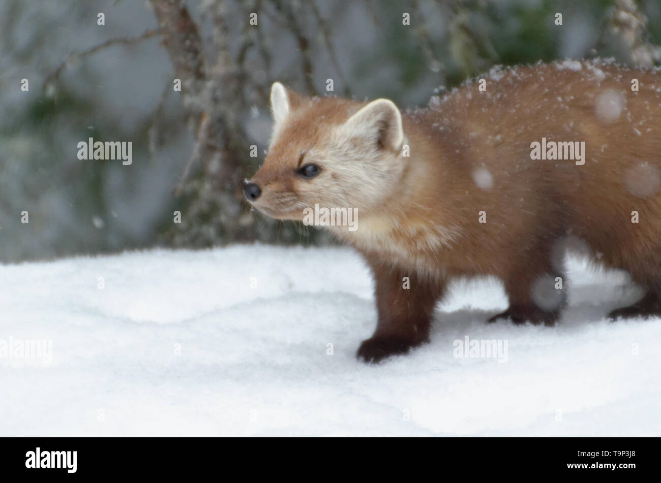 American Marten In Snow High Resolution Stock Photography and Images ...