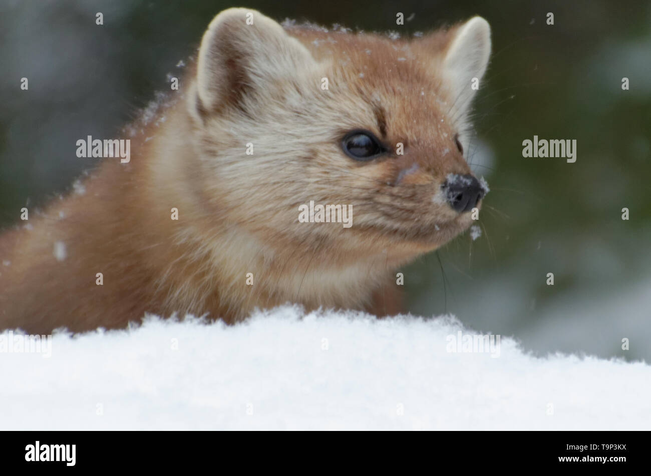 American Marten (Martes americana) AKA American Pine Marten peeking ...