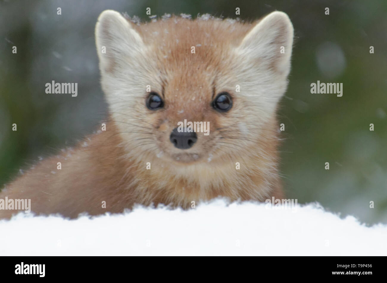 American Marten (Martes americana) AKA American Pine Marten peeking ...