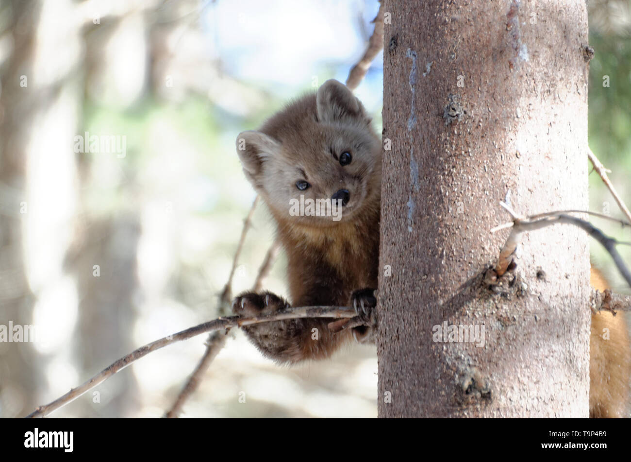 American Marten (Martes americana) AKA American Pine Marten in a tree ...