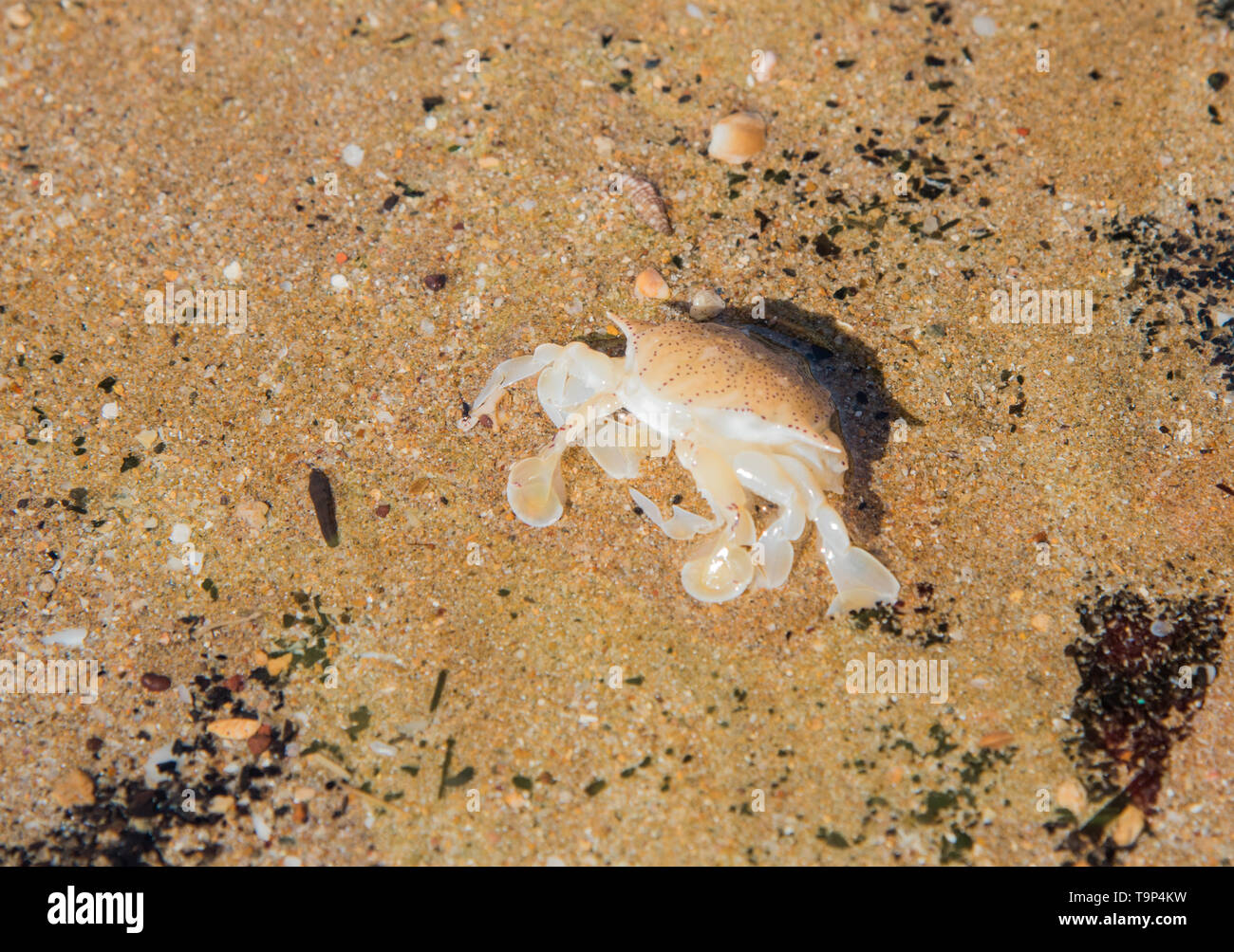 Shore crab skeleton hi-res stock photography and images - Alamy