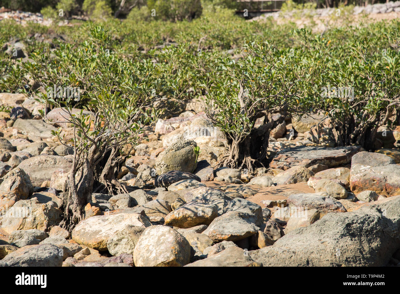 Natural mangroves growing in the coastal rock at Mindil Beach in the ...