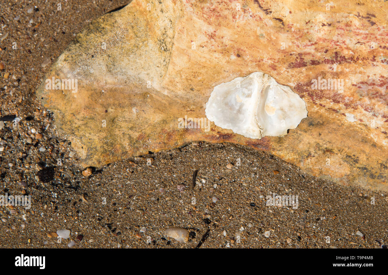 Close-up of barnacle on coastal rock at Mindil Beach in Darwin ...