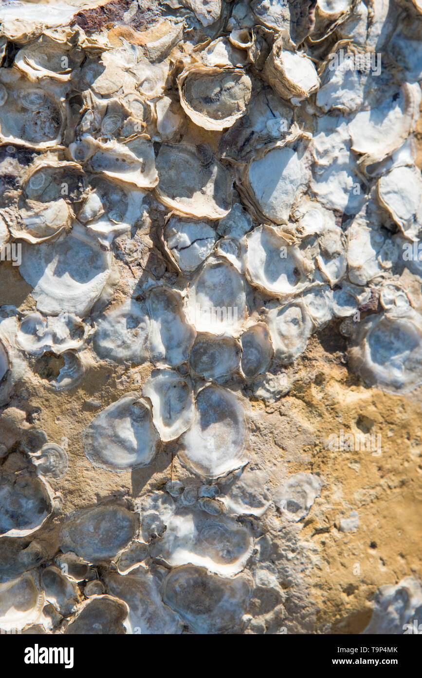 Close-up of barnacle on coastal rock at Mindil Beach in Darwin ...