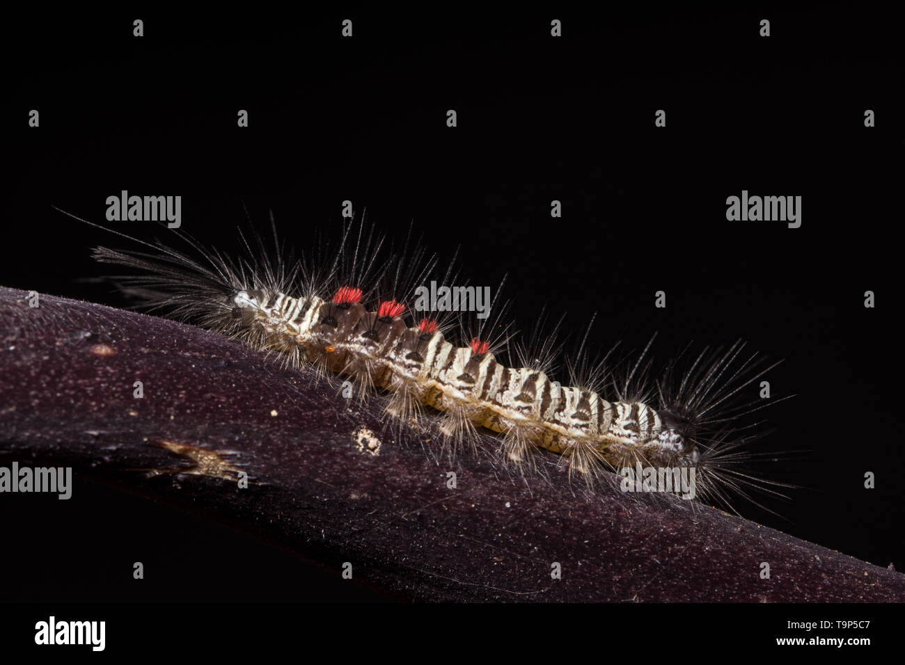 Petals worm hi-res stock photography and images - Alamy