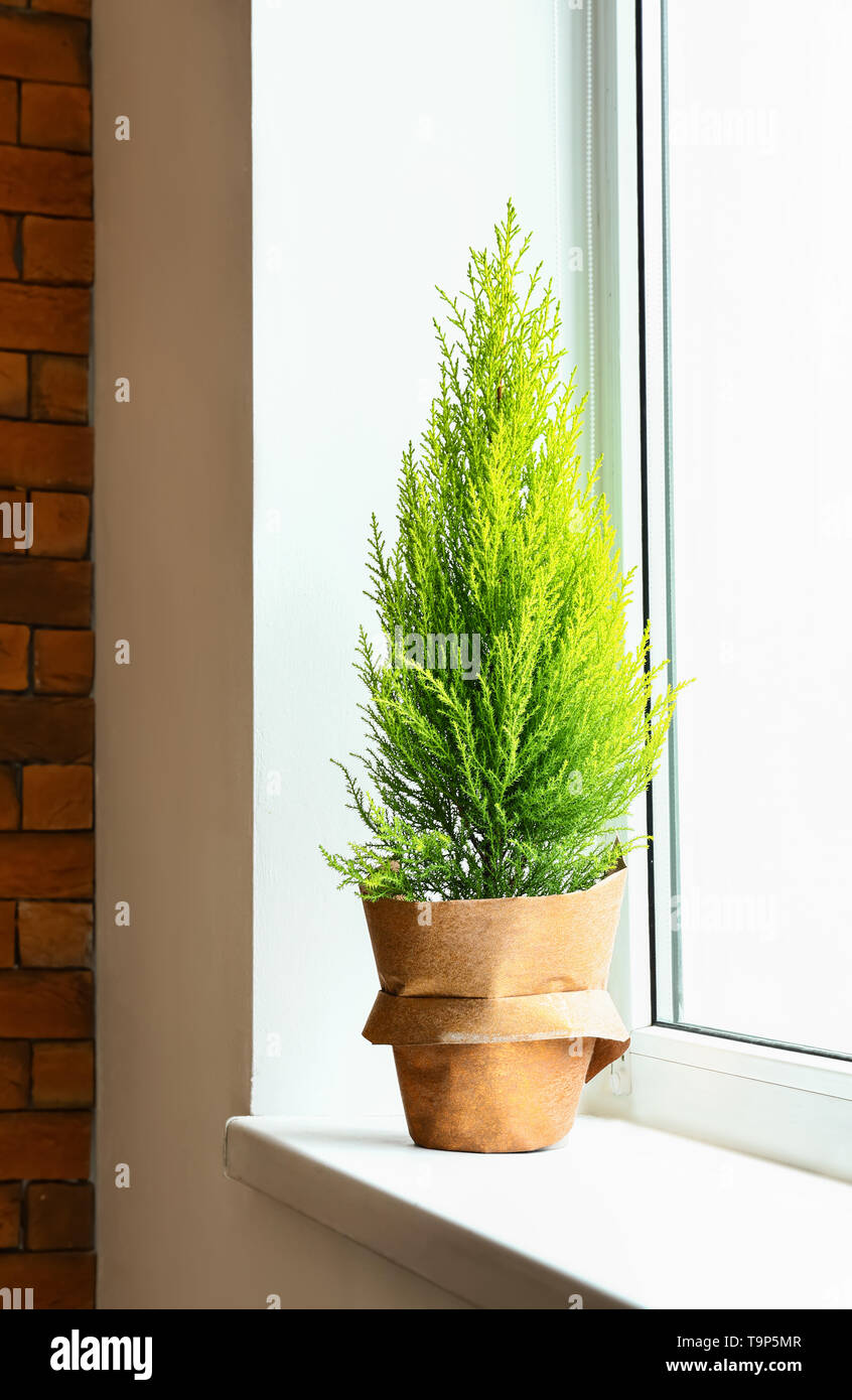Pot with lemon cypress tree on window sill Stock Photo - Alamy