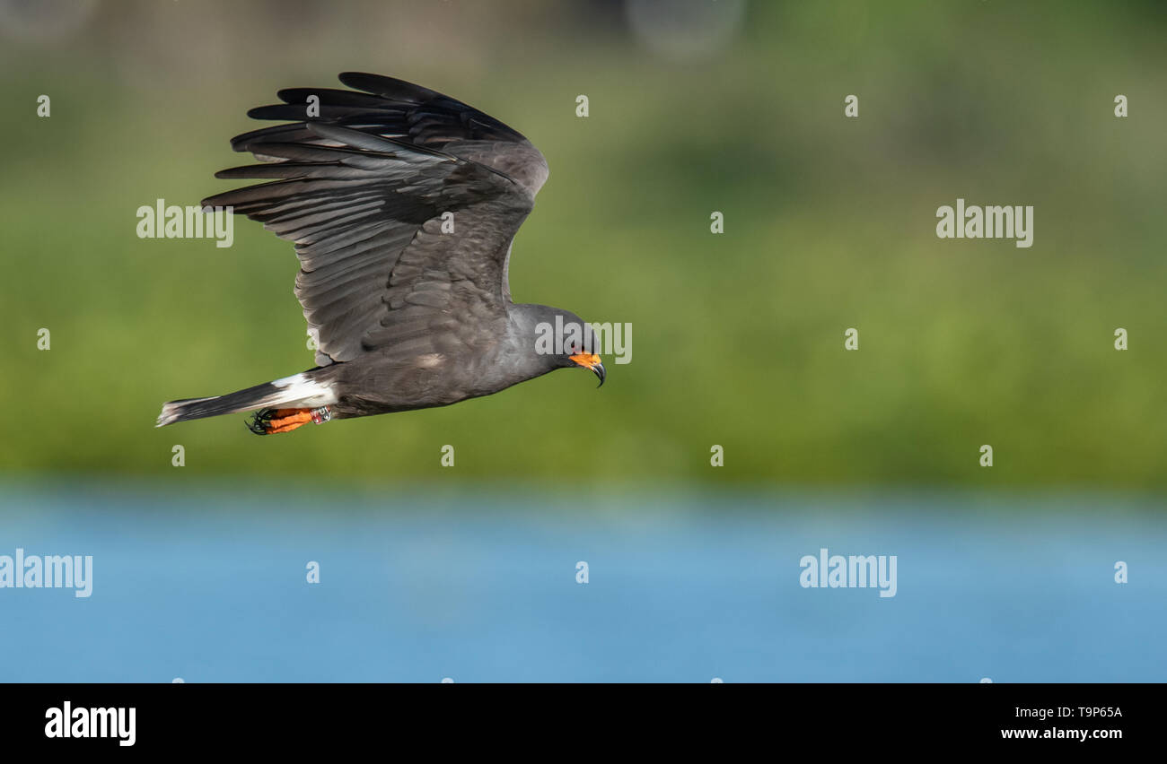 Kite hunting fish hi-res stock photography and images - Alamy