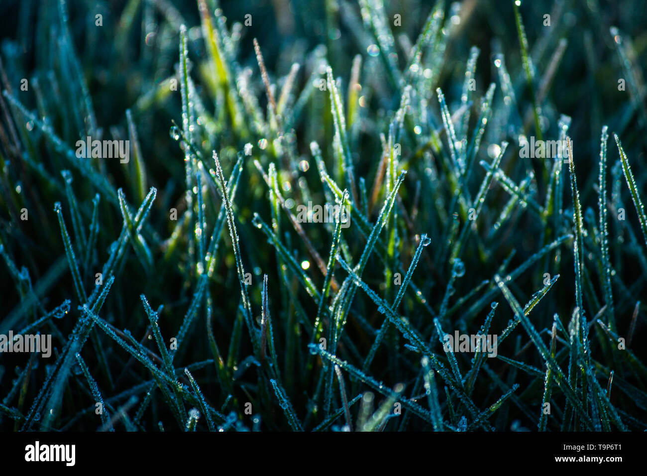 Dew Drops On Green Grass Close Up Macro Nature Background Stock Photo - Alamy
