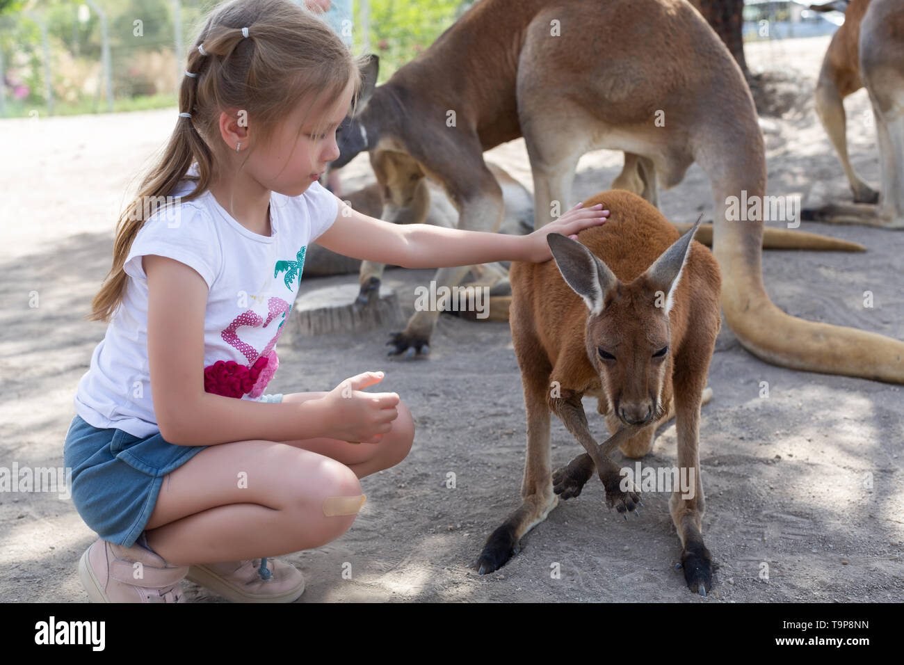 Girl feeds a kangaroo at the Australian Zoo Gan Guru in Kibbutz Nir ...