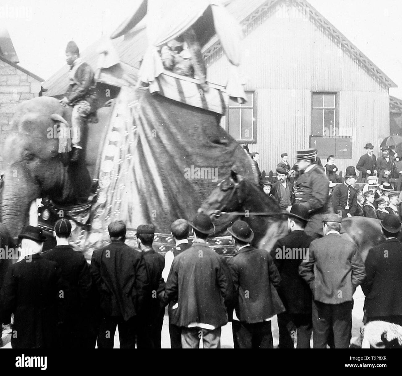 Vintage circus elephant hi-res stock photography and images - Alamy