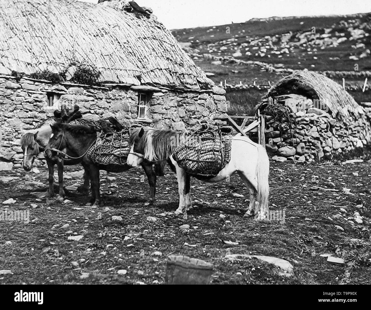 Old ponies hi-res stock photography and images - Alamy