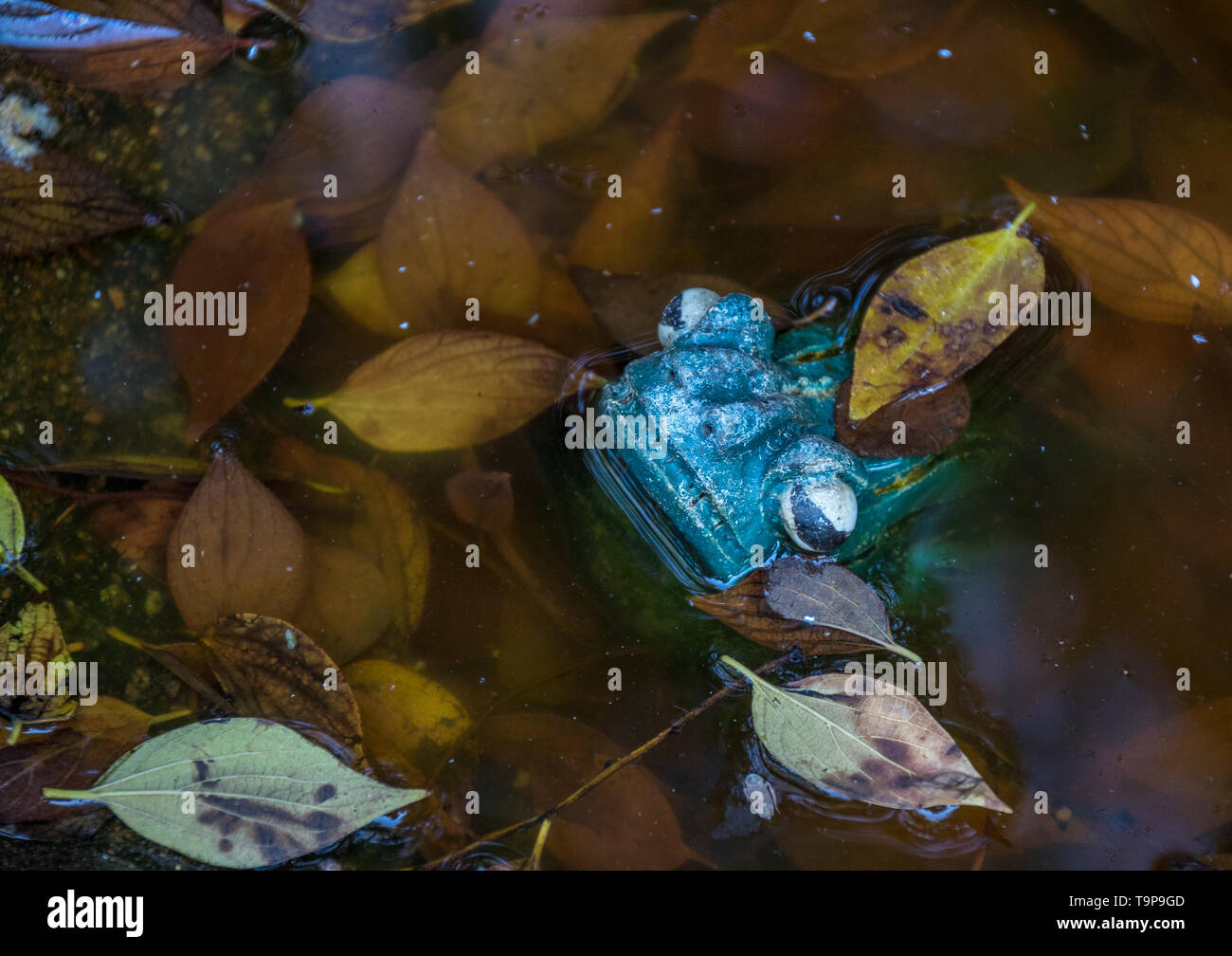 Fake frog hi-res stock photography and images - Alamy