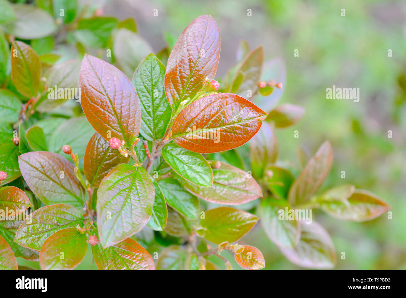 Nature in springtime with young leaves on bush branches. Spring bush ...