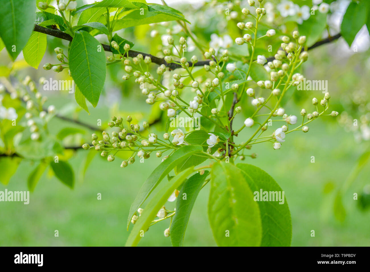 Bird Cherry Tree in Blossom. Close-up of a Flowering Prunus Avium Tree ...