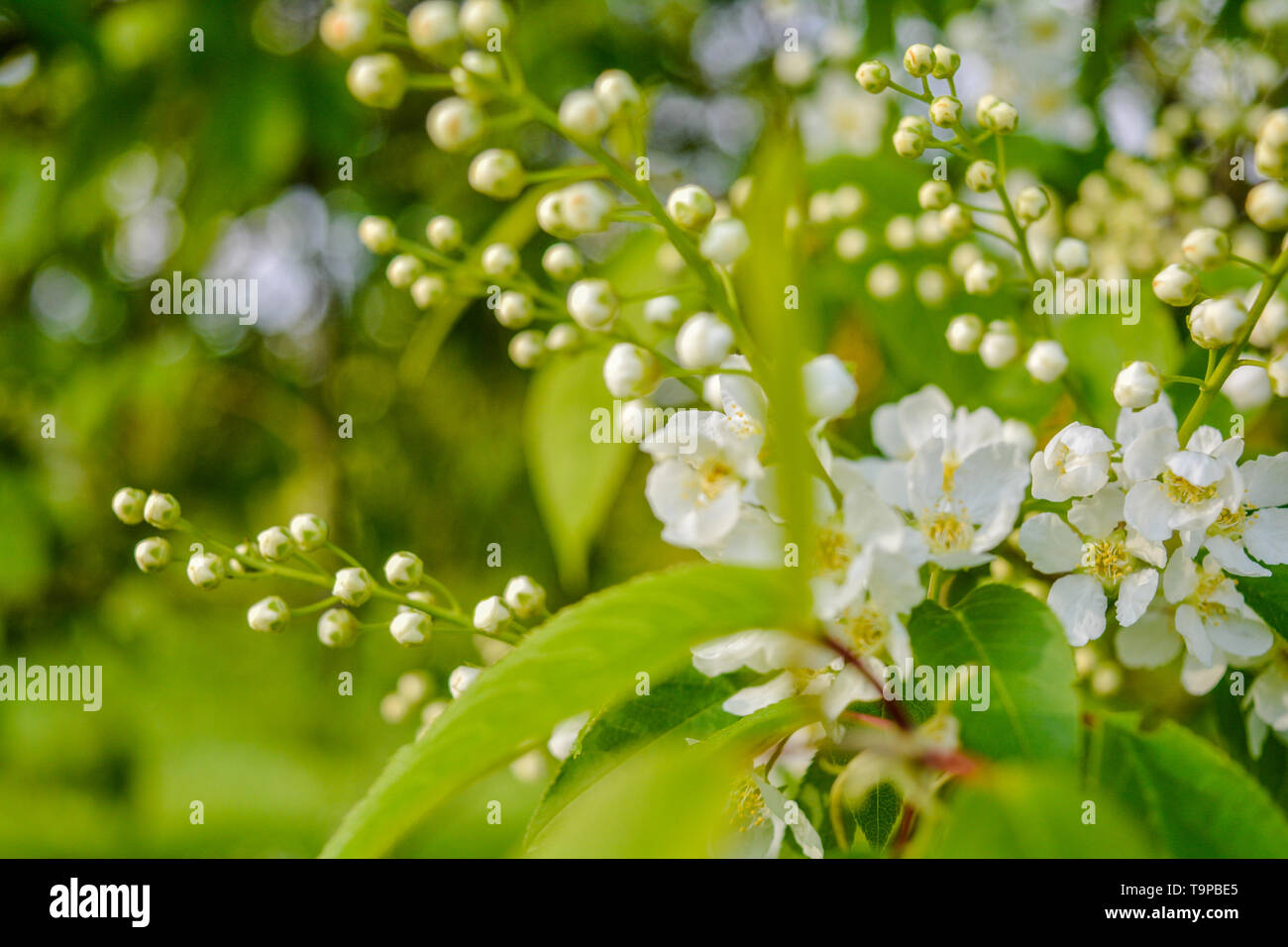 Bird Cherry Tree in Blossom. Close-up of a Flowering Prunus Avium Tree ...