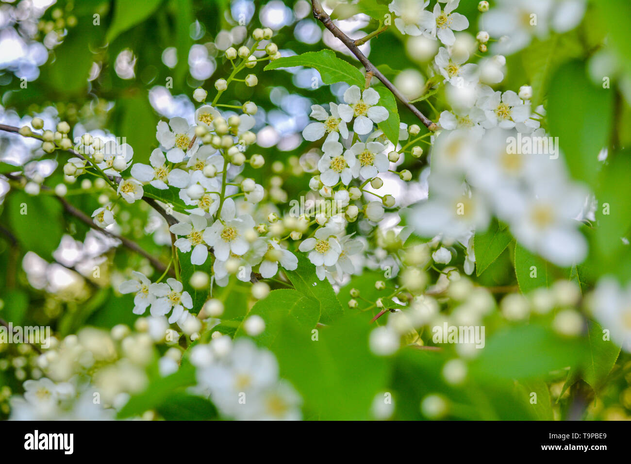 Bird Cherry Tree in Blossom. Close-up of a Flowering Prunus Avium Tree ...