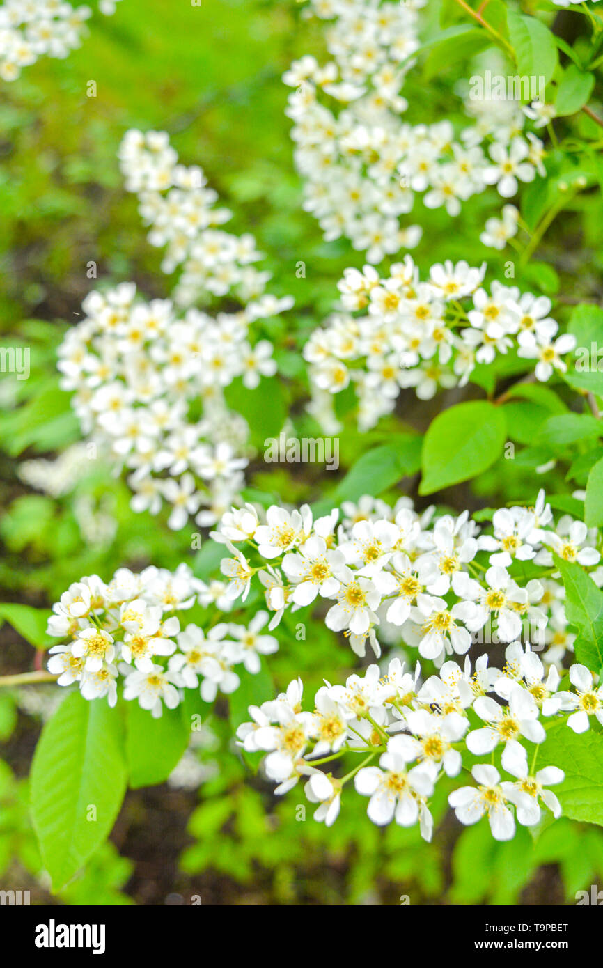Bird Cherry Tree in Blossom. Close-up of a Flowering Prunus Avium Tree ...