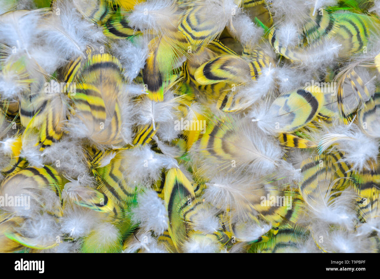 Colorful motley parrot feathers. Background of little feathers of bird ...