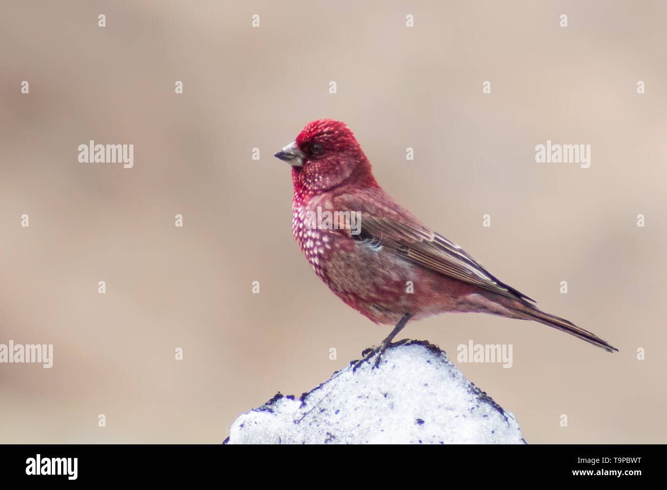 Male Great Rosefinch (Carpodacus rubicilla) sitting on snow in high ...
