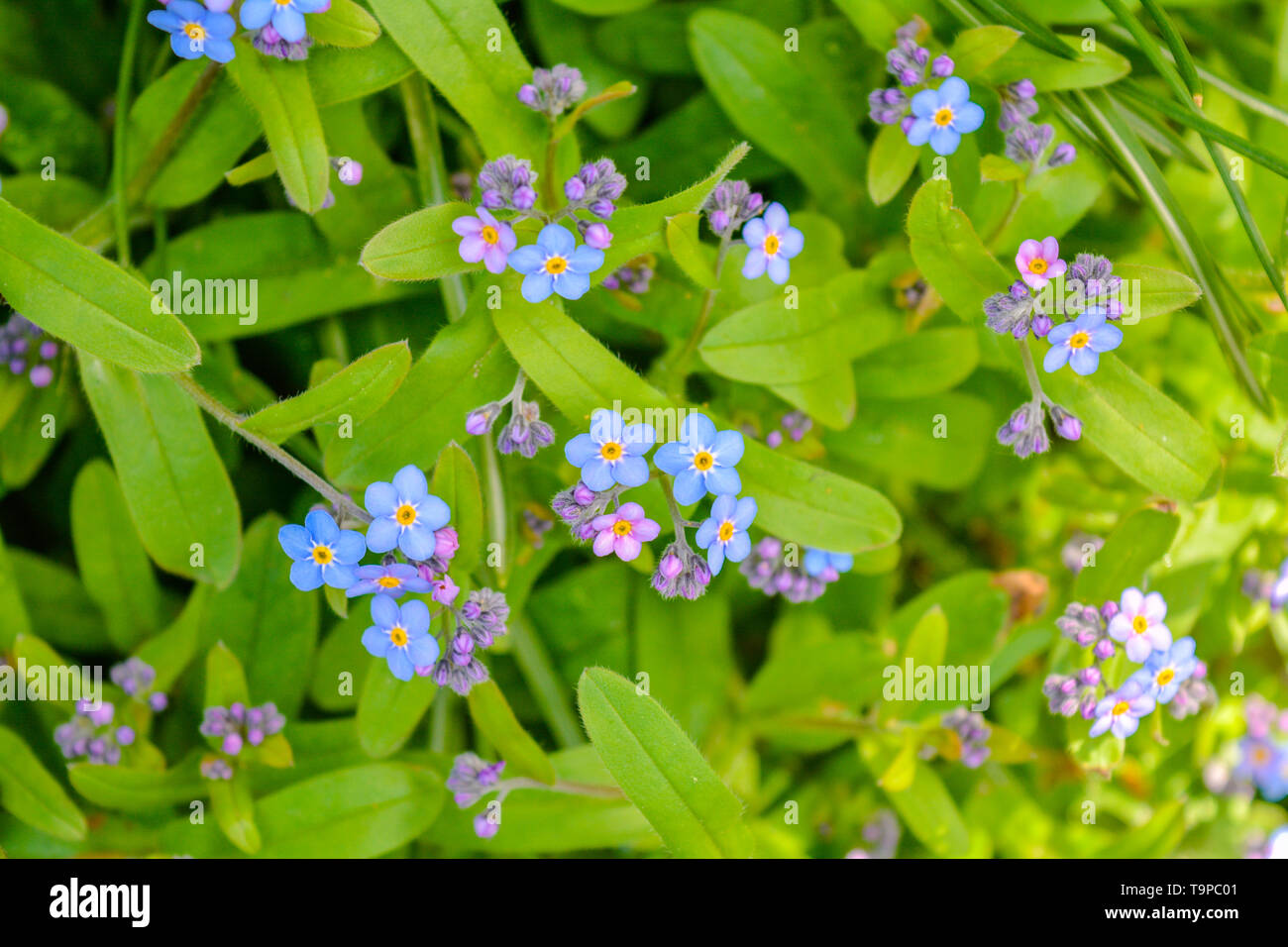Blooming little blue meadow flower in the garden. Spring Myosotis ...