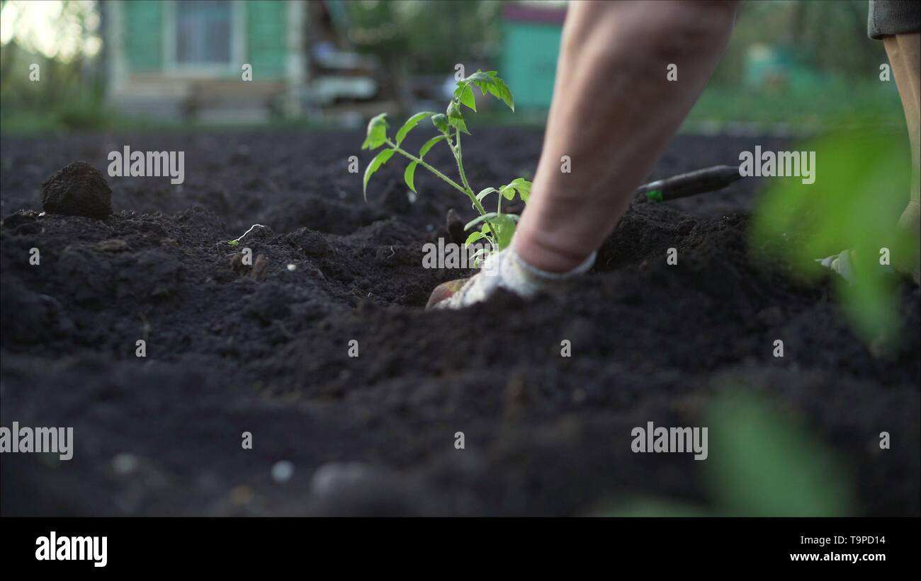 Tomato seedlings in peat pots prepared for planting. Plant a young ...