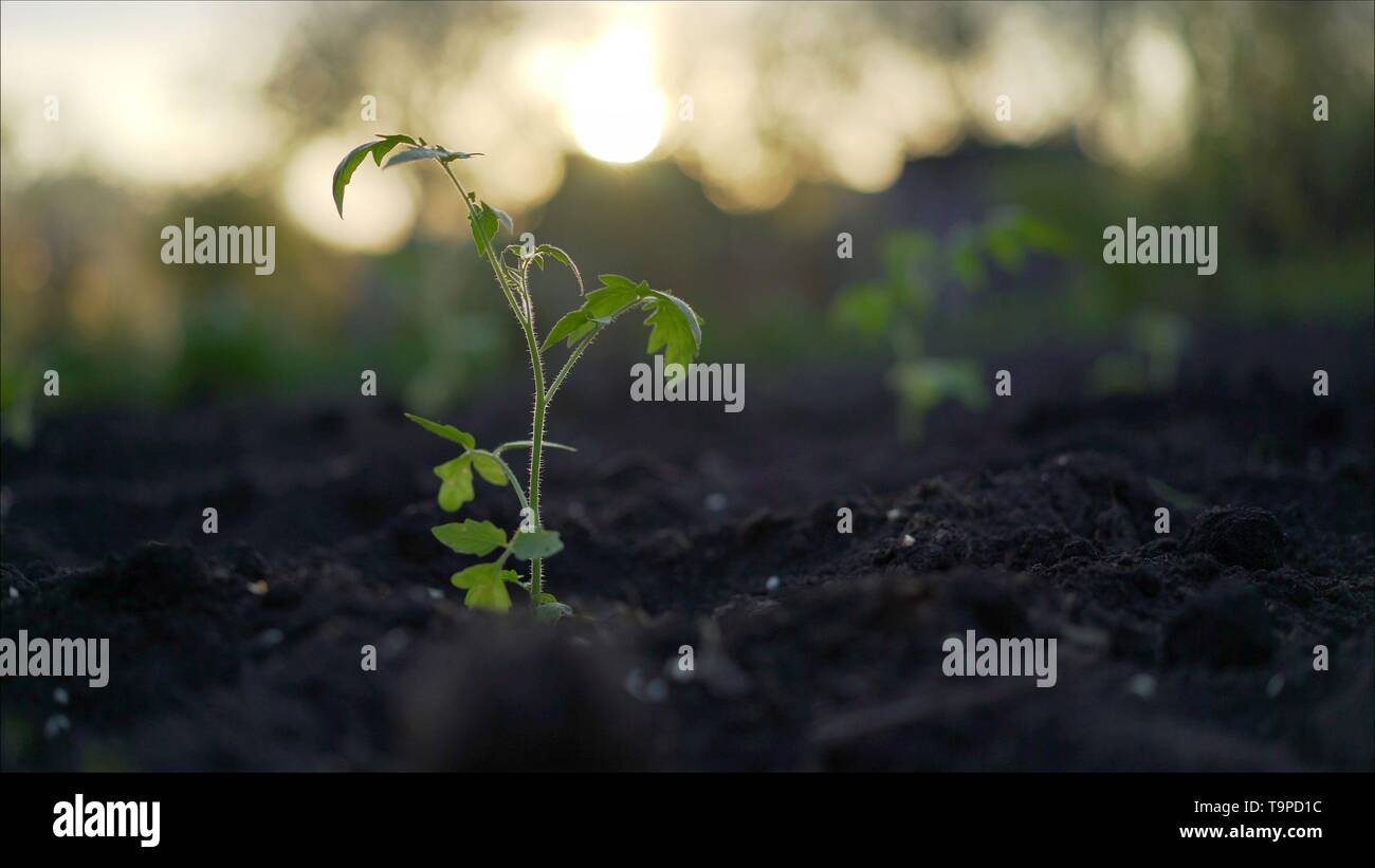 Tomato plant. Young tomato plants in the evening. Plant tomato at ...