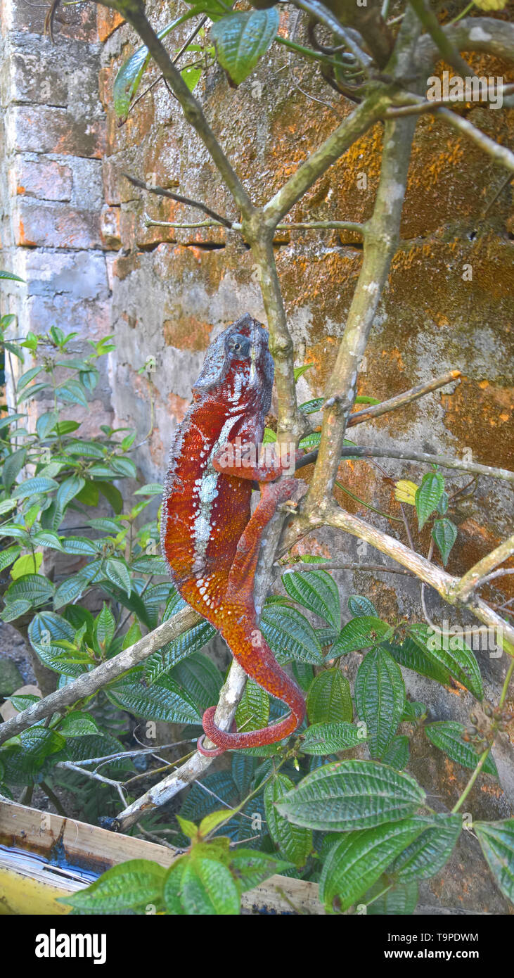Wildlife mandraka reptile park hi-res stock photography and images - Alamy