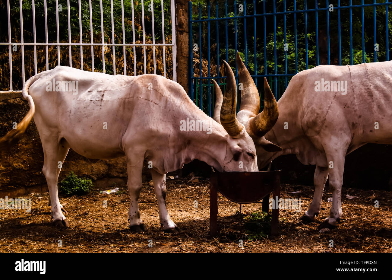 Portrait of ankole-watusi bighorned bull in Niamey, Niger Stock Photo ...