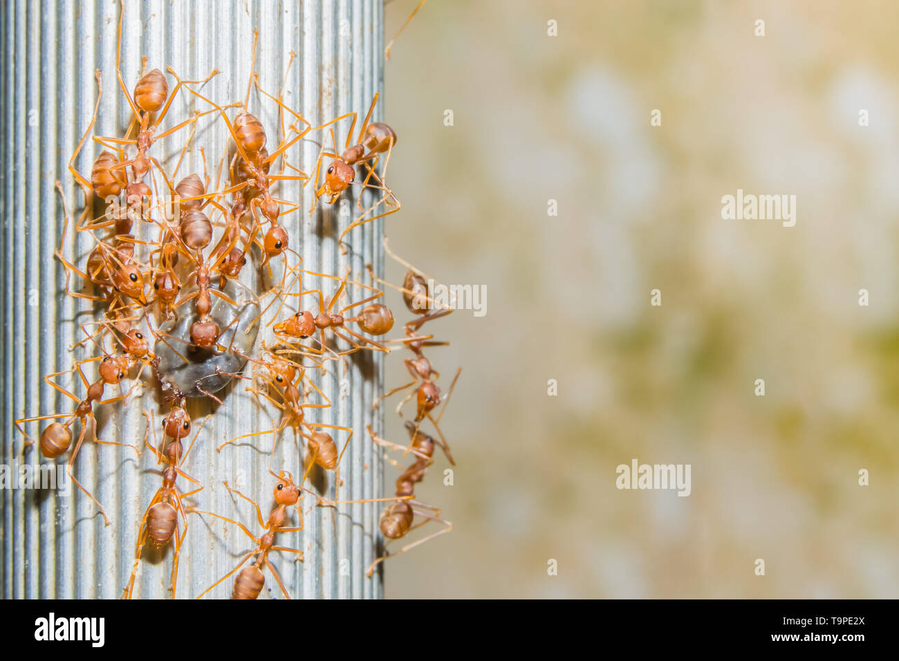 Red ants for food hi-res stock photography and images - Alamy