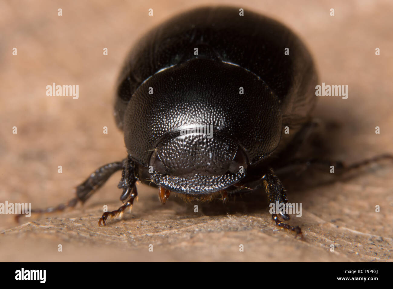 Macro Dung Beetle Stock Photo - Alamy
