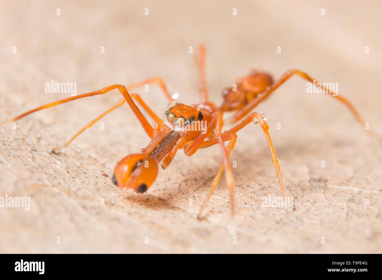 Macro Spiders Red Ant Stock Photo - Alamy