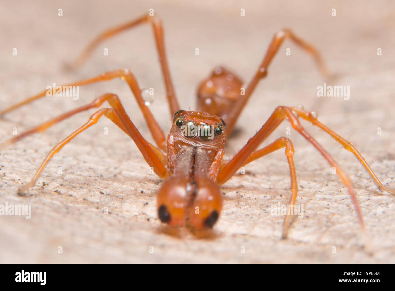 Macro Spiders Red Ant Stock Photo - Alamy