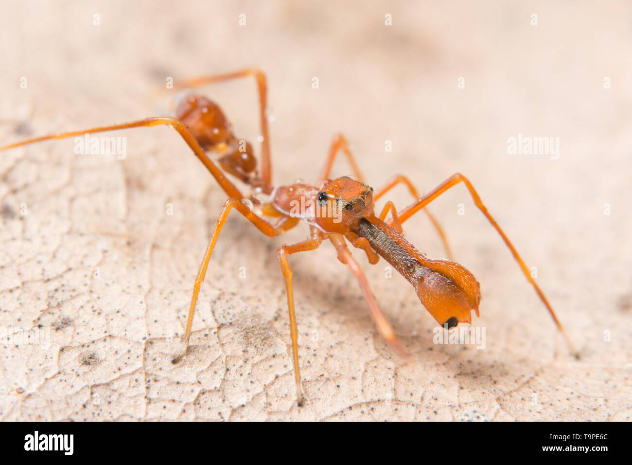 Red ant mimic spider hi-res stock photography and images - Alamy