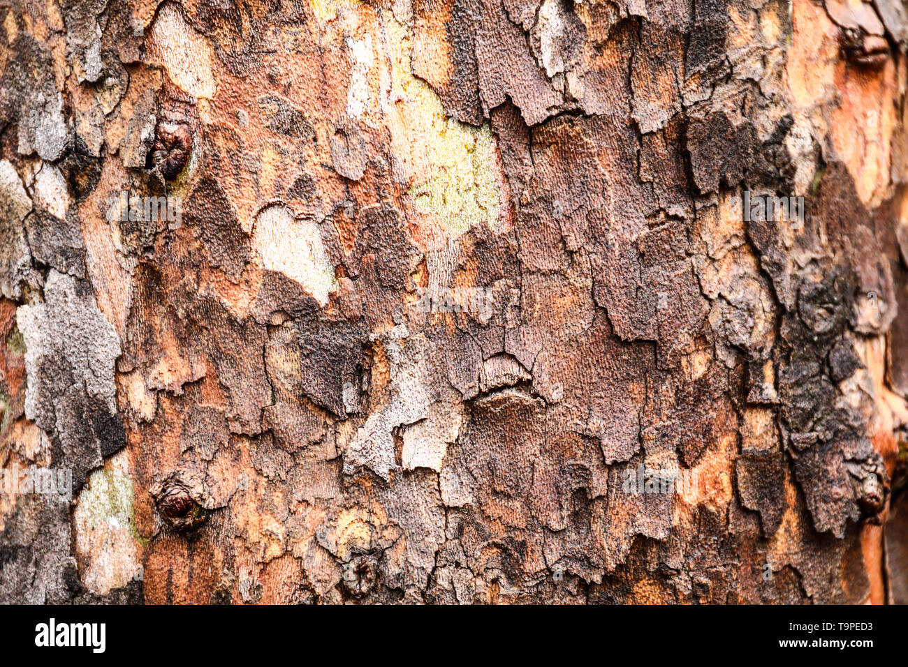 Texture of tree bark Stock Photo - Alamy