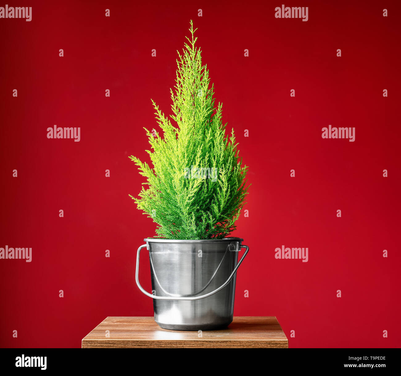 Pot with cypress tree on color background Stock Photo - Alamy