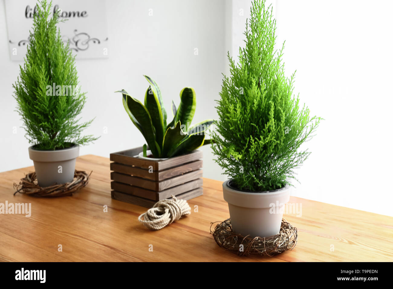 Cypress trees with sansevieria on table in room Stock Photo - Alamy