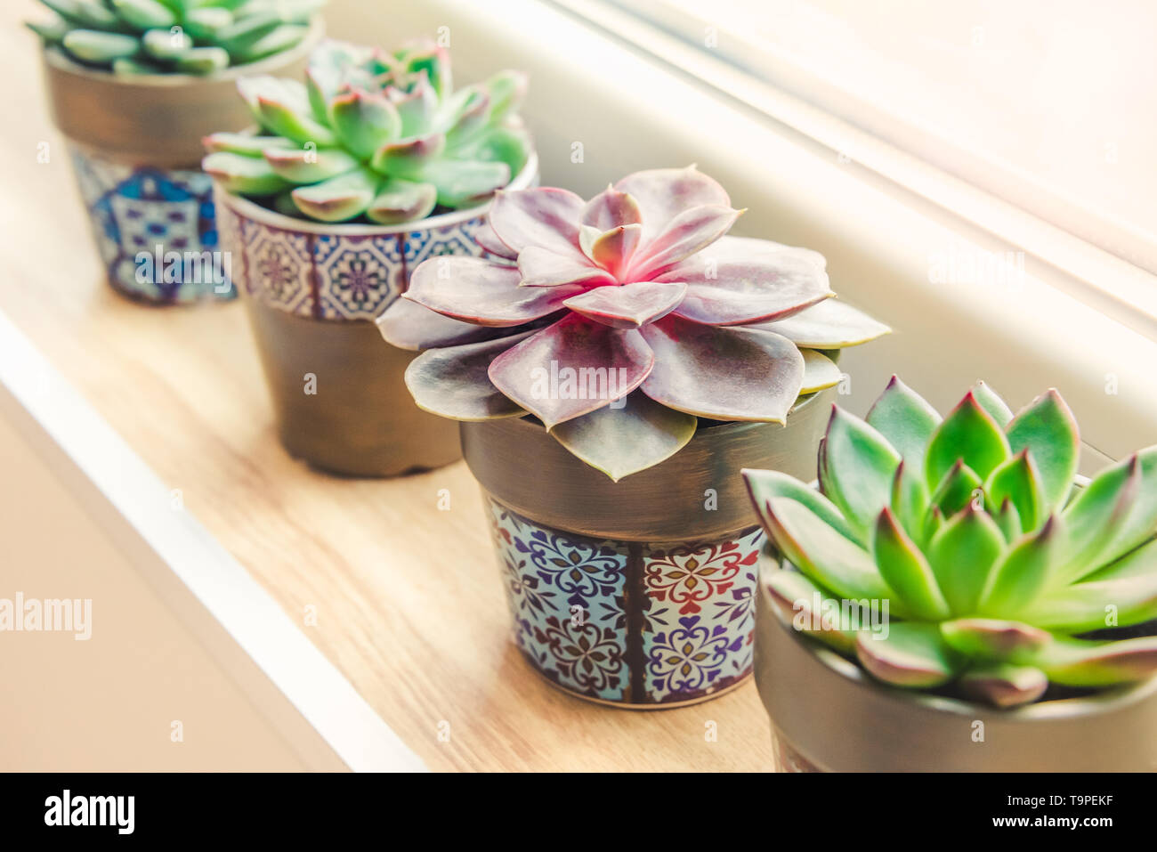 Succulent plants hi-res stock photography and images - Alamy